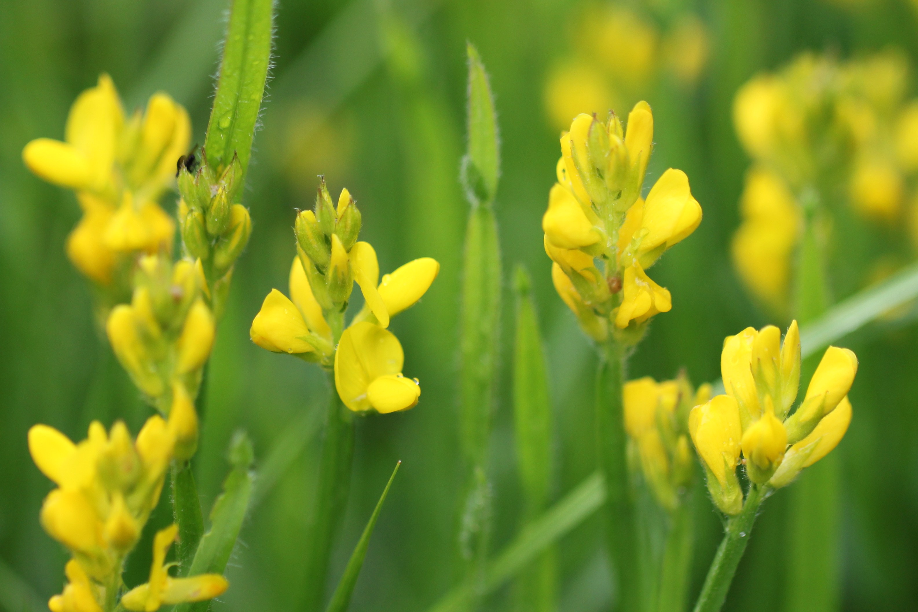 Genista sagittalis (Linné, 1753) – Le Genêt ailé Flore Forêt d'Orléans