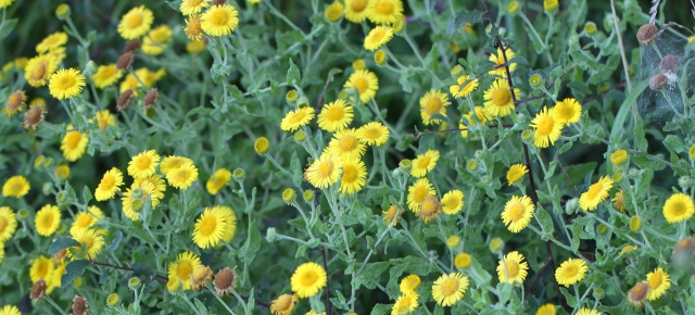 Pulicaria dysenterica (L.) Bernh., 1800 – La Pulicaire dysentérique ...