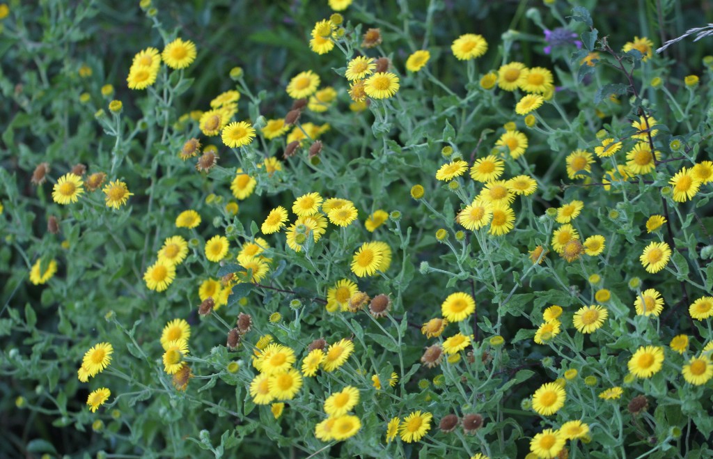 Pulicaria dysenterica (L.) Bernh., 1800 – La Pulicaire dysentérique ...