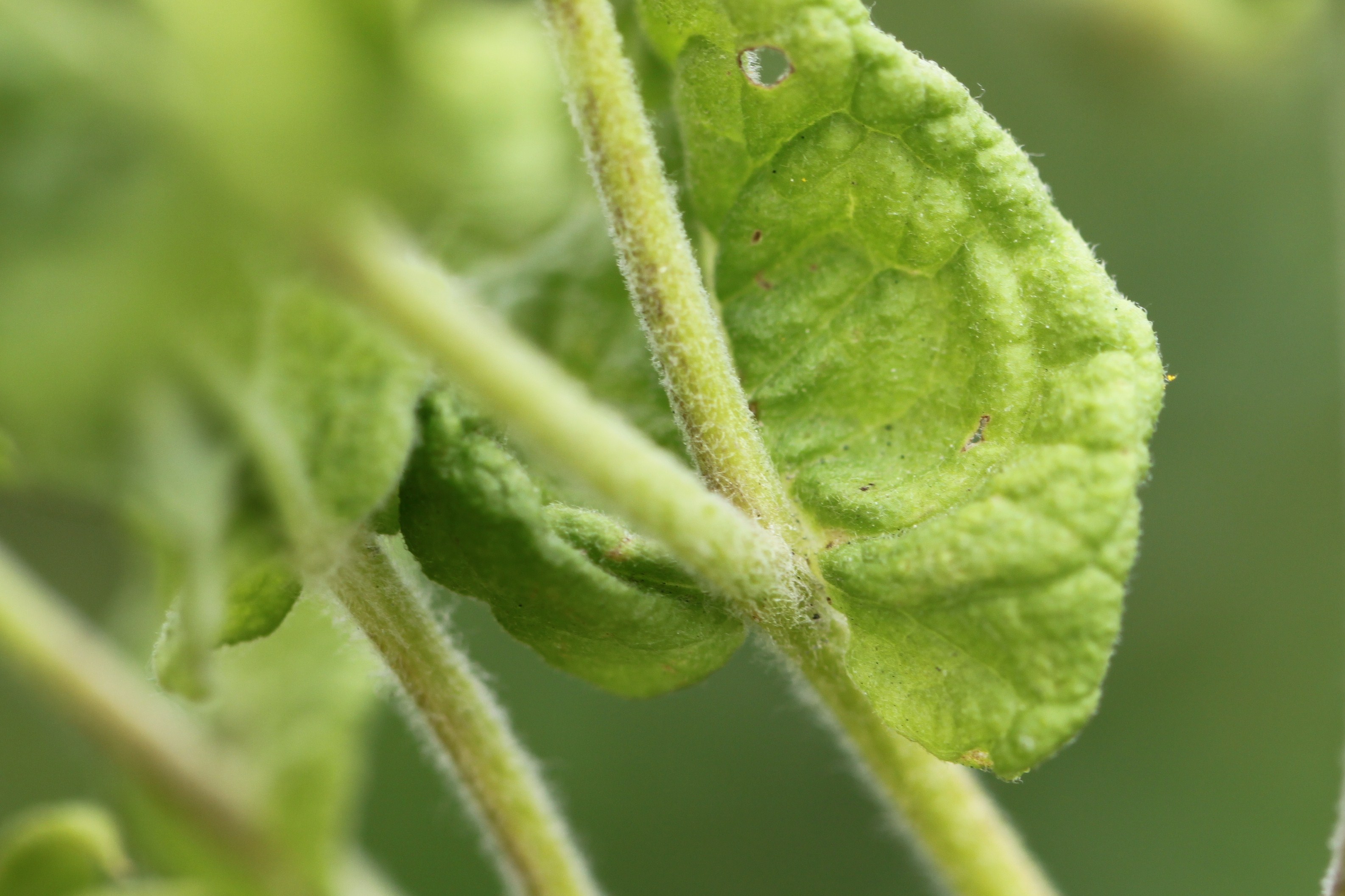 Pulicaria dysenterica (L.) Bernh., 1800 – La Pulicaire dysentérique ...