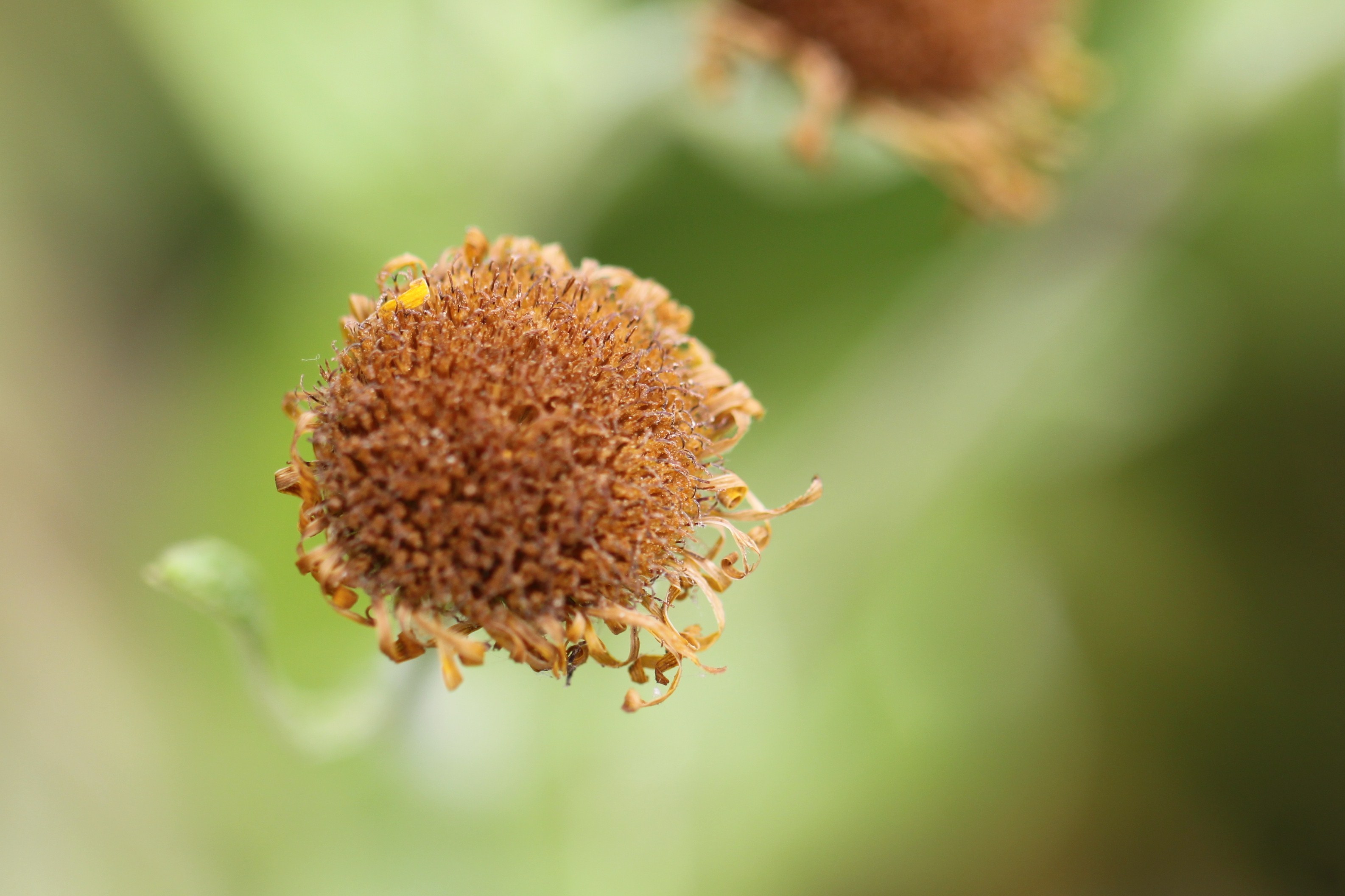 Pulicaria dysenterica (L.) Bernh., 1800 – La Pulicaire dysentérique ...