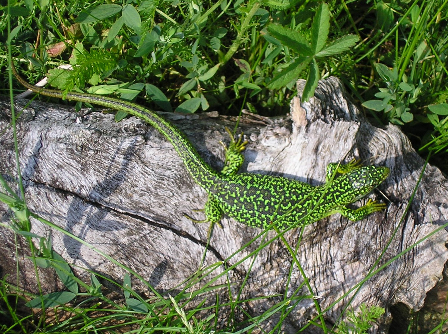 Lacerta bilineata (Daudin, 1802) – Le Lézard vert occidental Faune ...