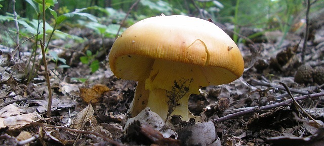 Amanita caesarea (Scopoli : Fries) Persoon, 1801 – L’Amanite des Césars ...