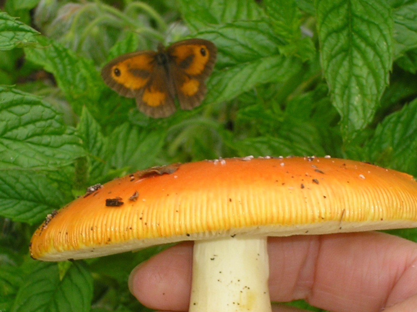 Amanita caesarea (Scopoli : Fries) Persoon, 1801 – L’Amanite des Césars ...