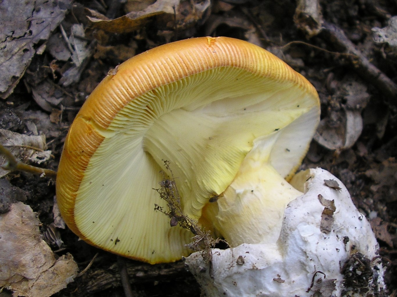 Amanita caesarea (Scopoli : Fries) Persoon, 1801 – L’Amanite des Césars ...