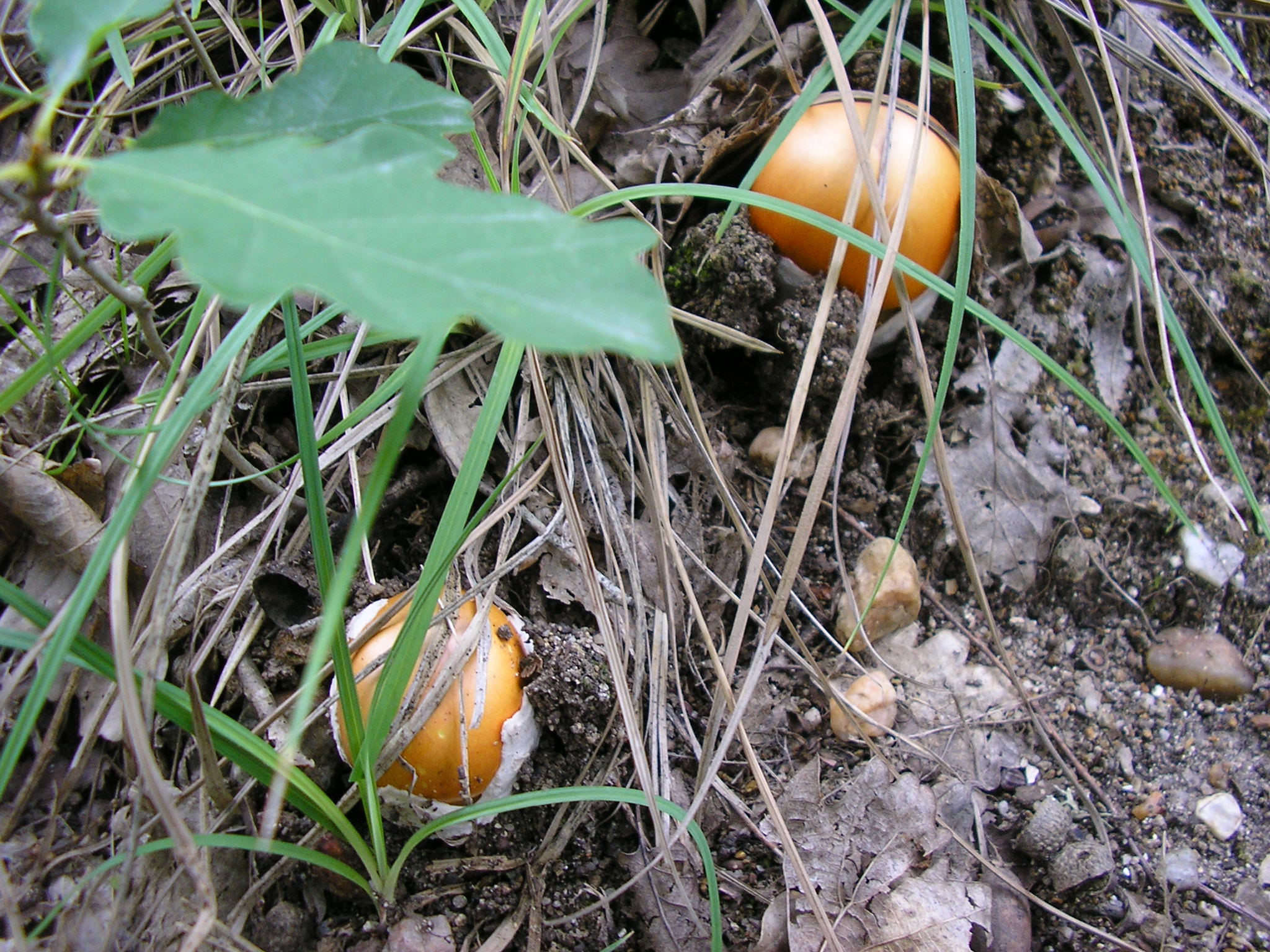 Amanita caesarea (Scopoli : Fries) Persoon, 1801 – L’Amanite des Césars ...