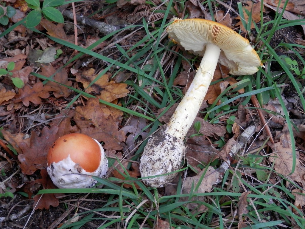 Amanita caesarea (Scopoli : Fries) Persoon, 1801 – L’Amanite des Césars ...