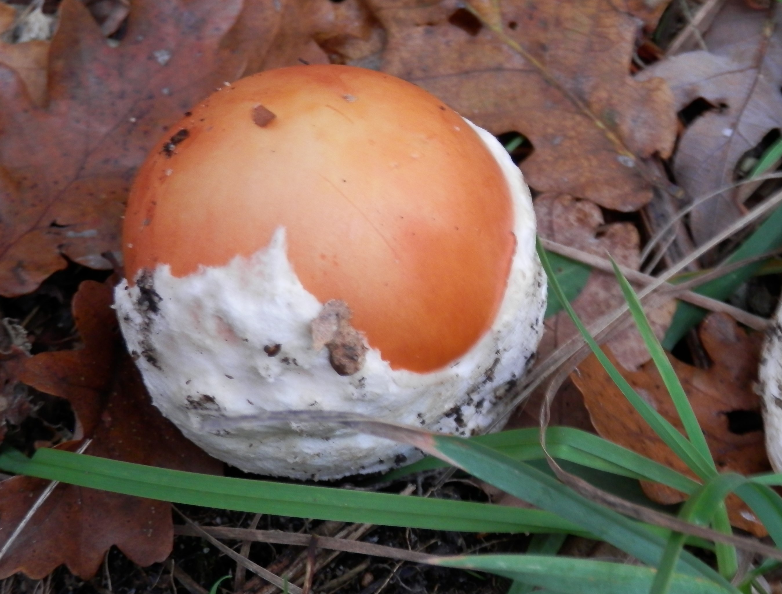 Amanita caesarea (Scopoli : Fries) Persoon, 1801 – L’Amanite des Césars ...