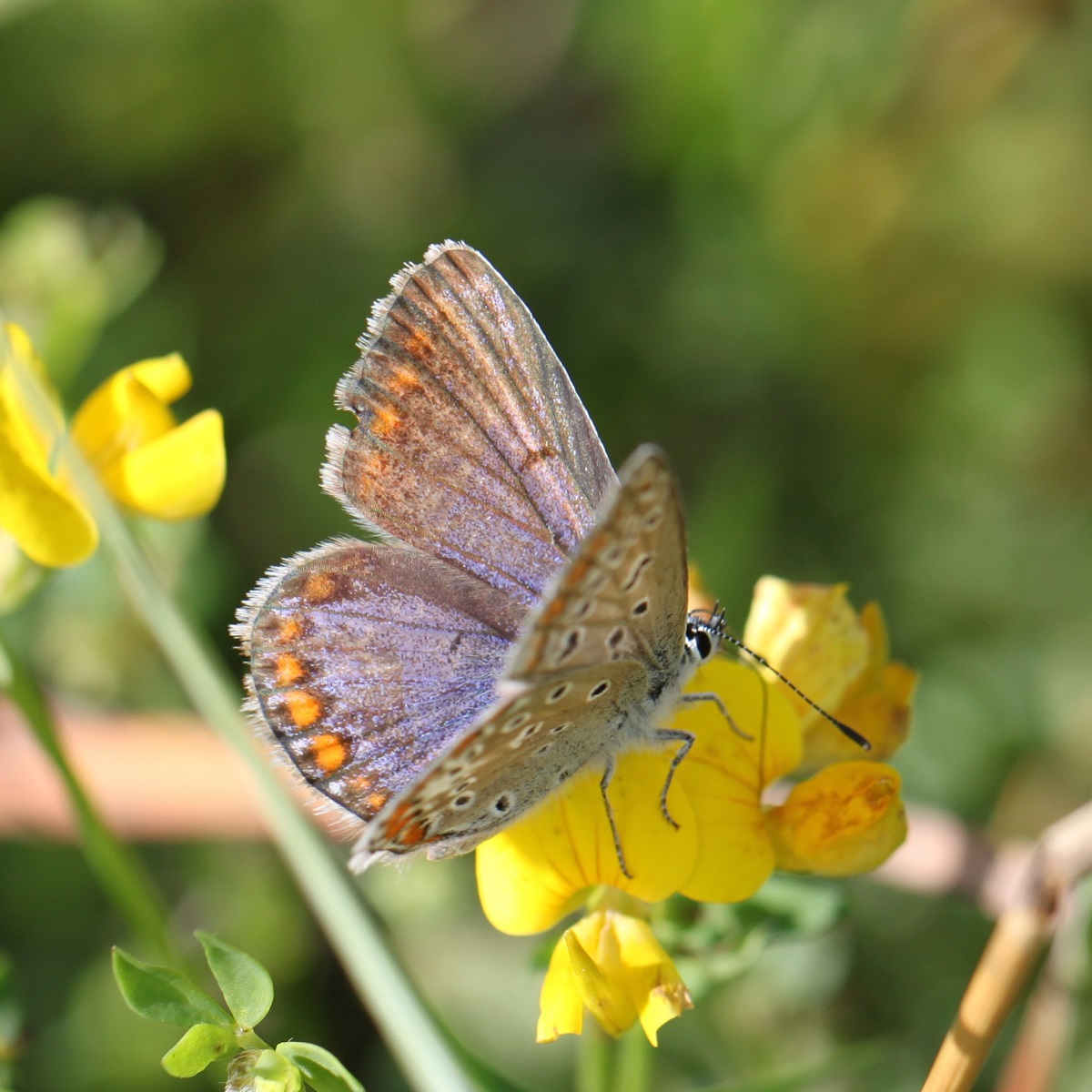 L'Azuré commun, femelle forme bleue. | Forêt d'Orléans
