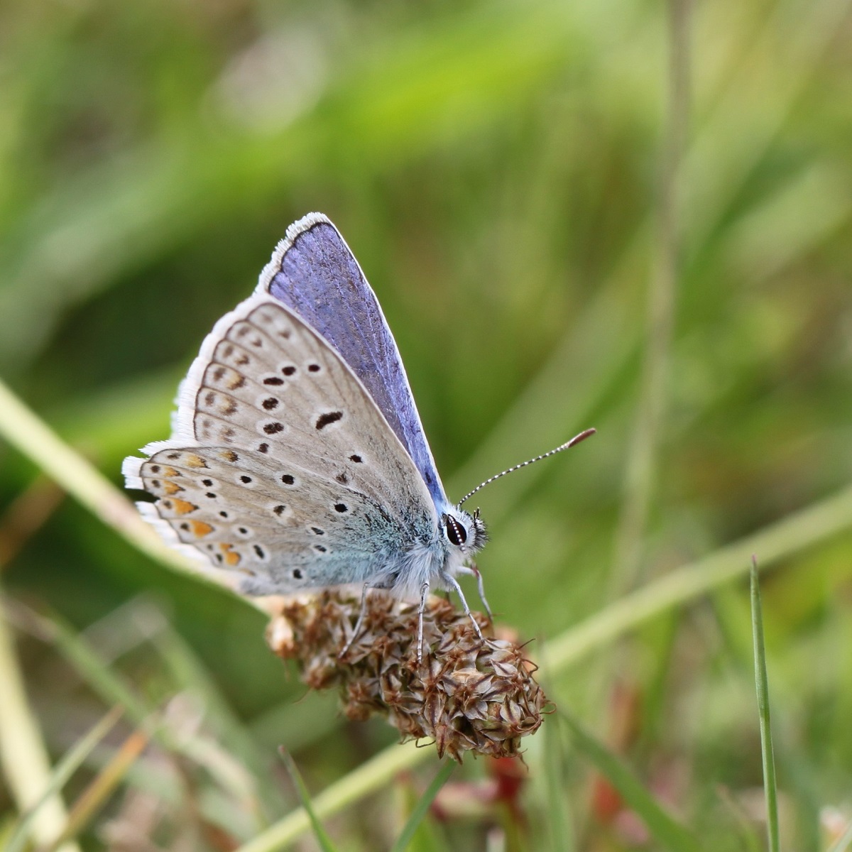 Papillon Azuré Commun – Les 10 papillons les plus courants à observer ...