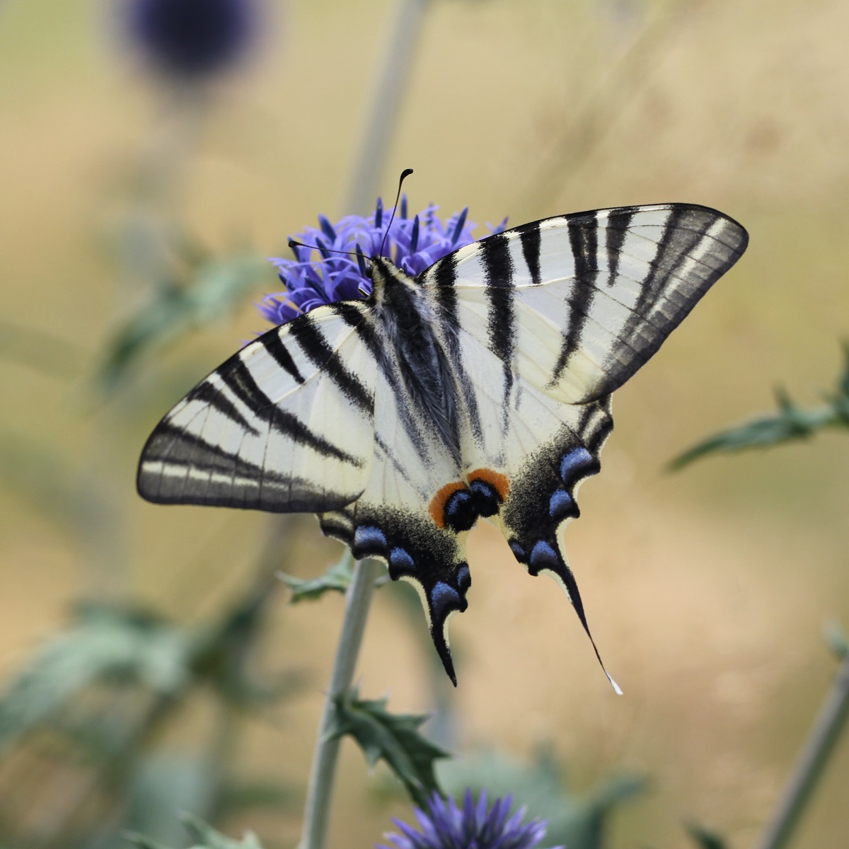 Le Flambé | Forêt d'Orléans