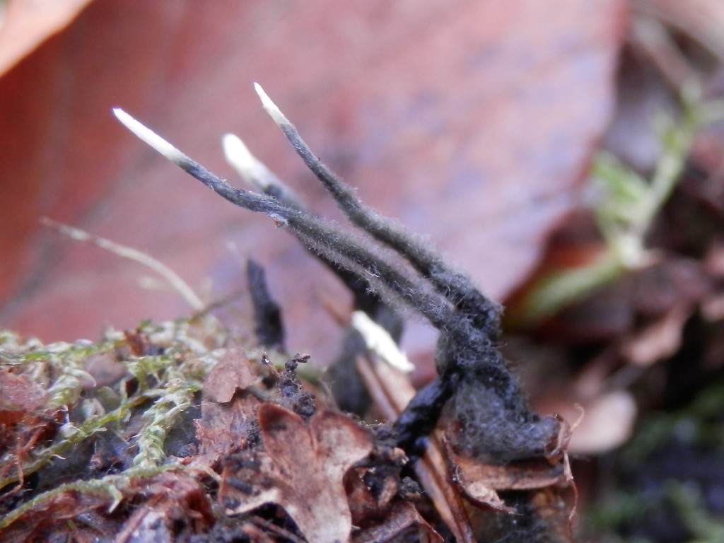 Xylaria carpophila(Pers.) Fr. 1849. - La Xylaire des faînes Champignons ...