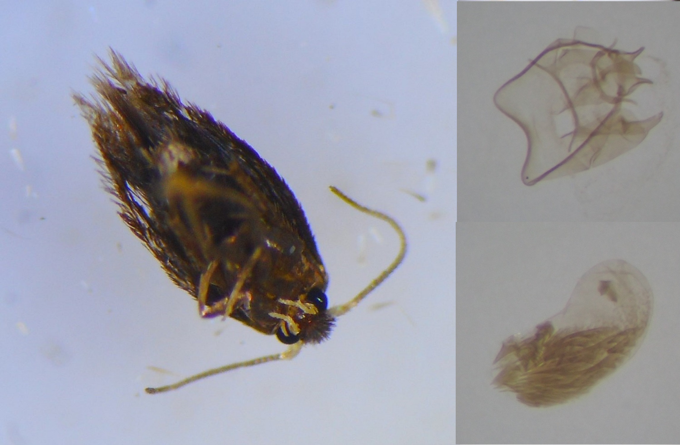 Liste des Papillons de nuit. 2e partie. Forêt d'Orléans